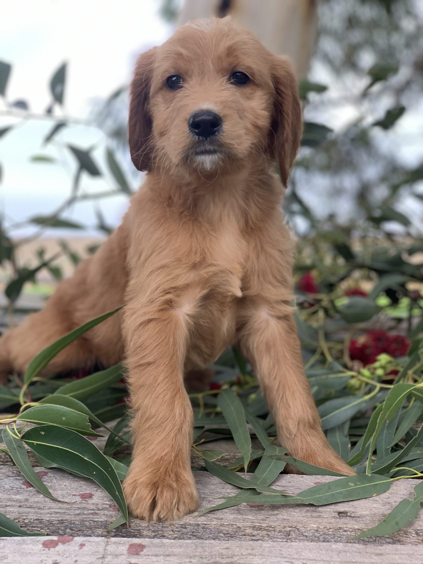 Groodle - WOODPARK ESTATE