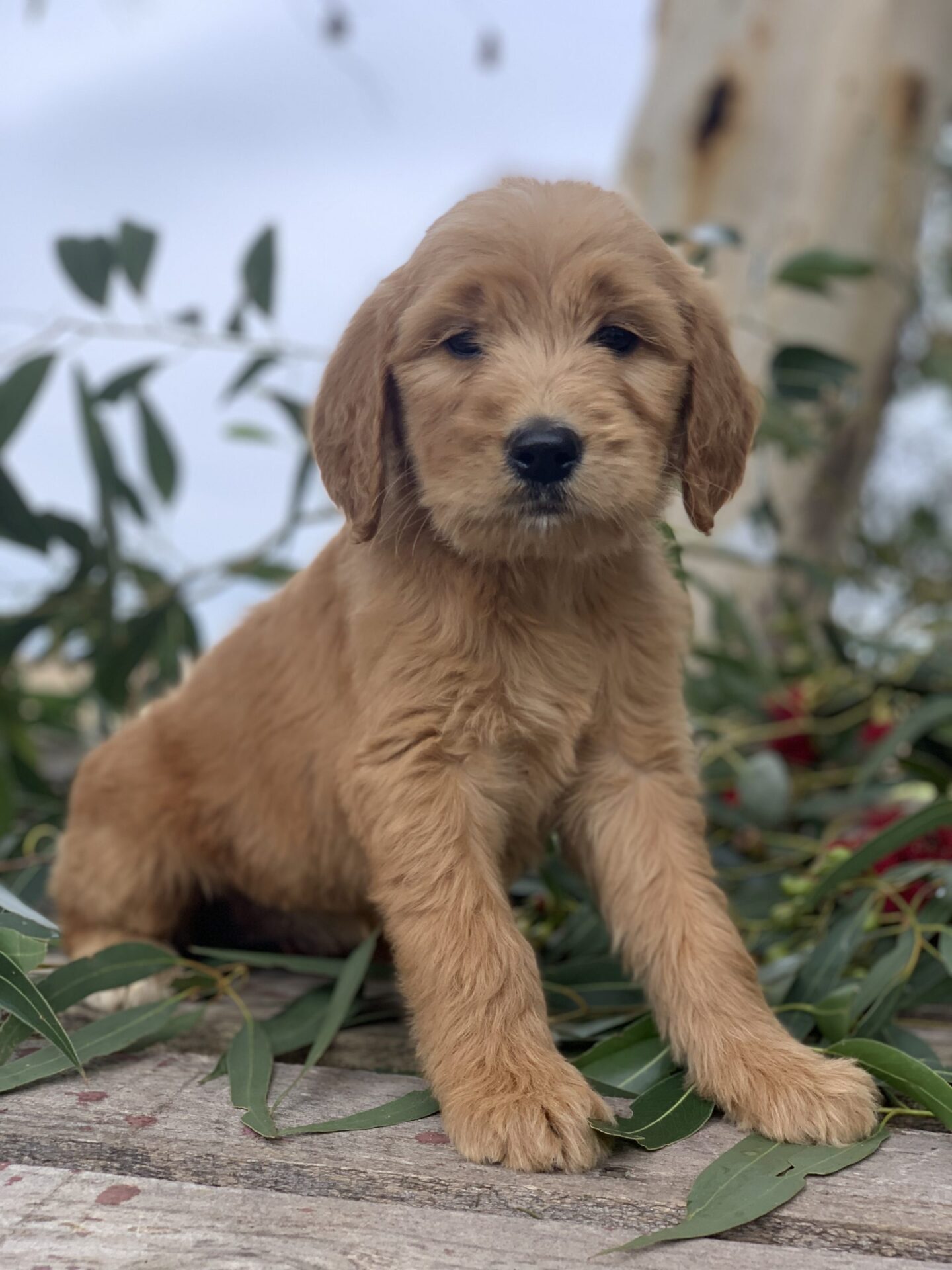 Groodle - WOODPARK ESTATE