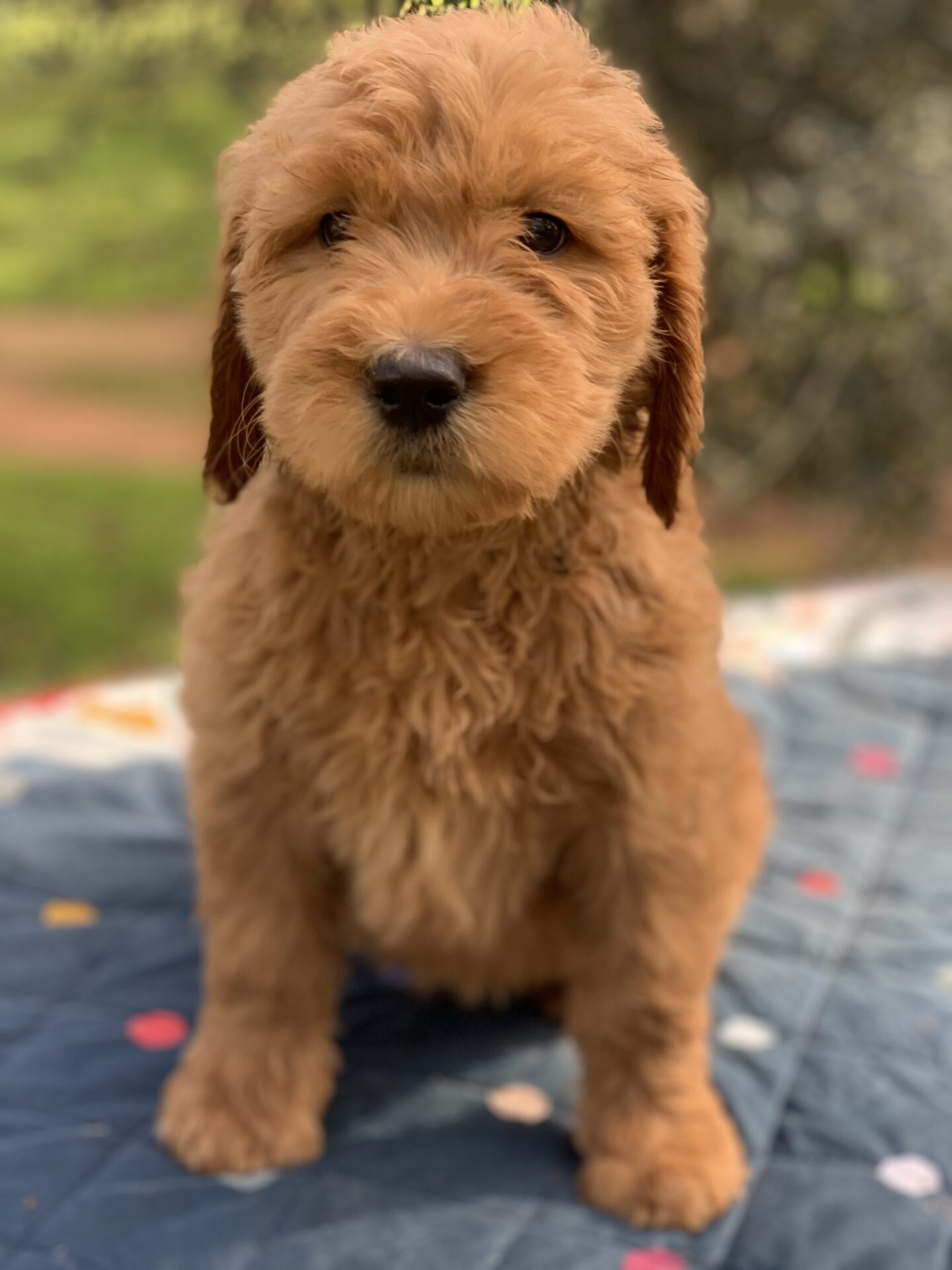 Groodle - WOODPARK ESTATE